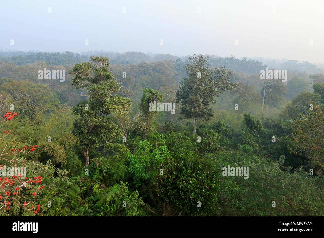 Satchari National Park, Habiganj, Bangladesh Stock Photo - Alamy