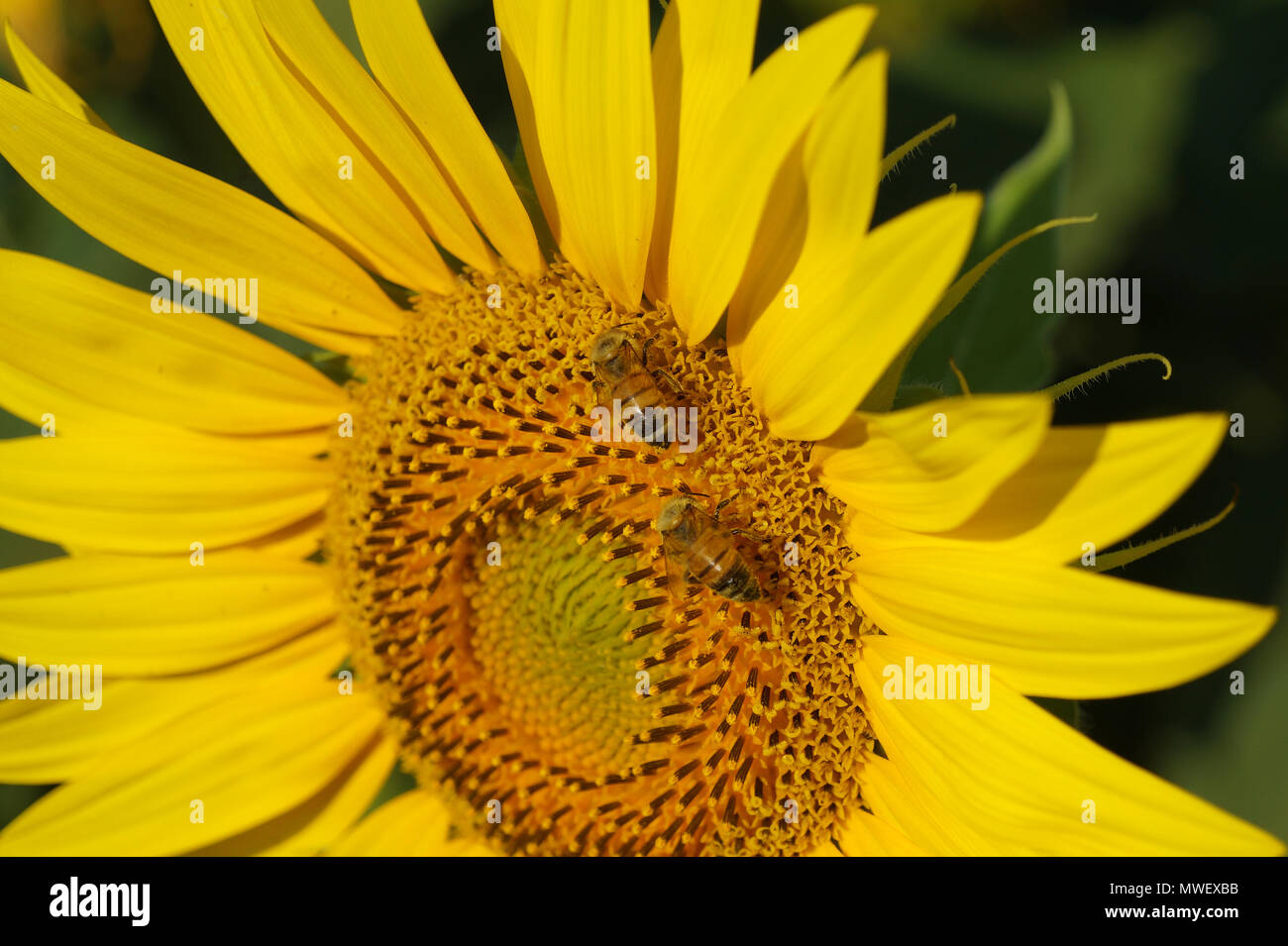 Bees on sunflower in Tuscany countryside Stock Photo - Alamy