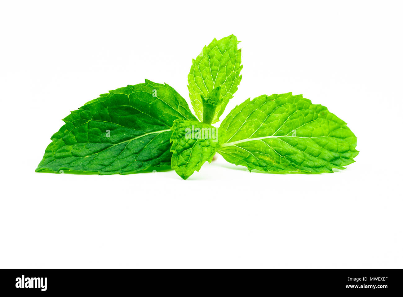 Kitchen mint leaf isolated on white background. Green peppermint ...