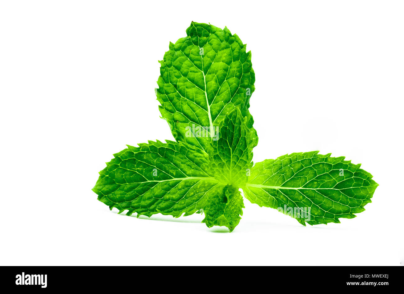 Kitchen mint leaf isolated on white background. Green peppermint ...
