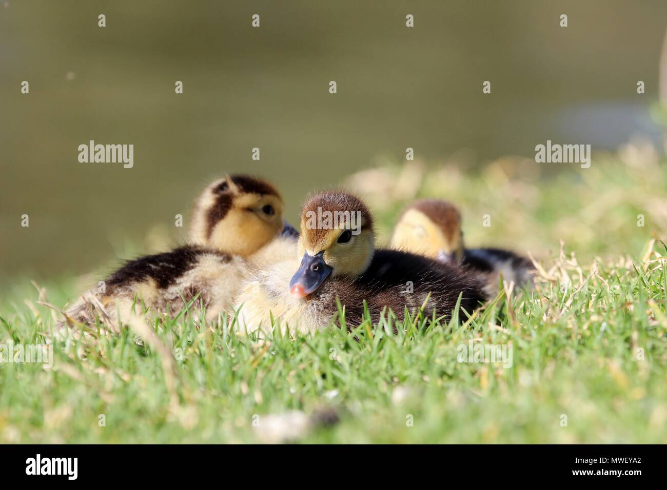 Three duck chicks Stock Photo - Alamy