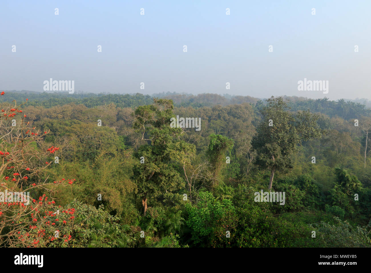 Satchari National Park, Habiganj, Bangladesh Stock Photo - Alamy