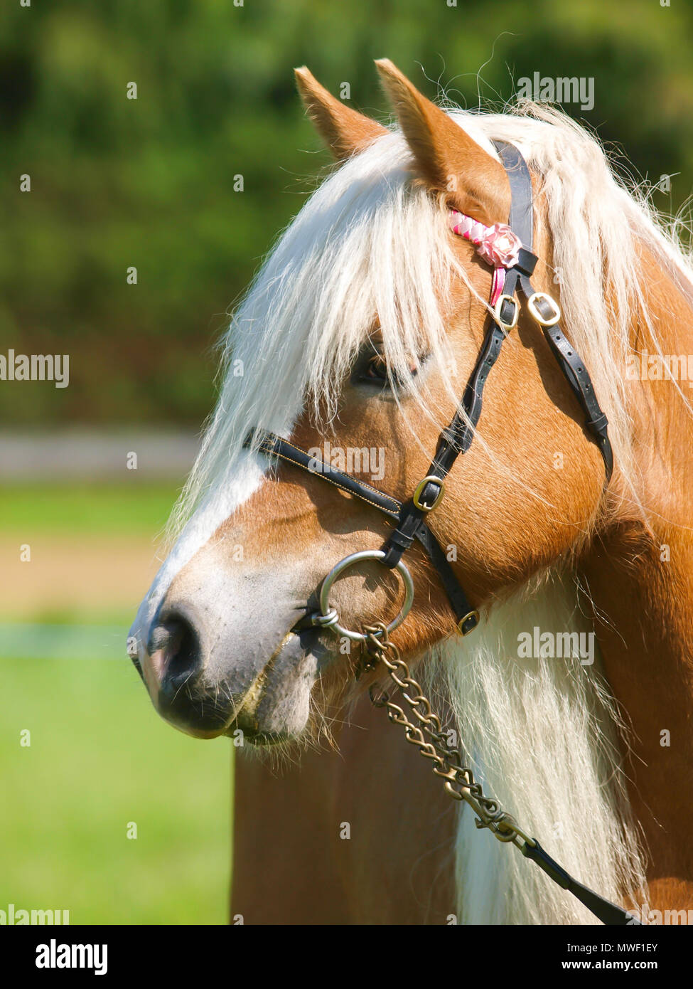 Haflinger competition hi-res stock photography and images - Alamy