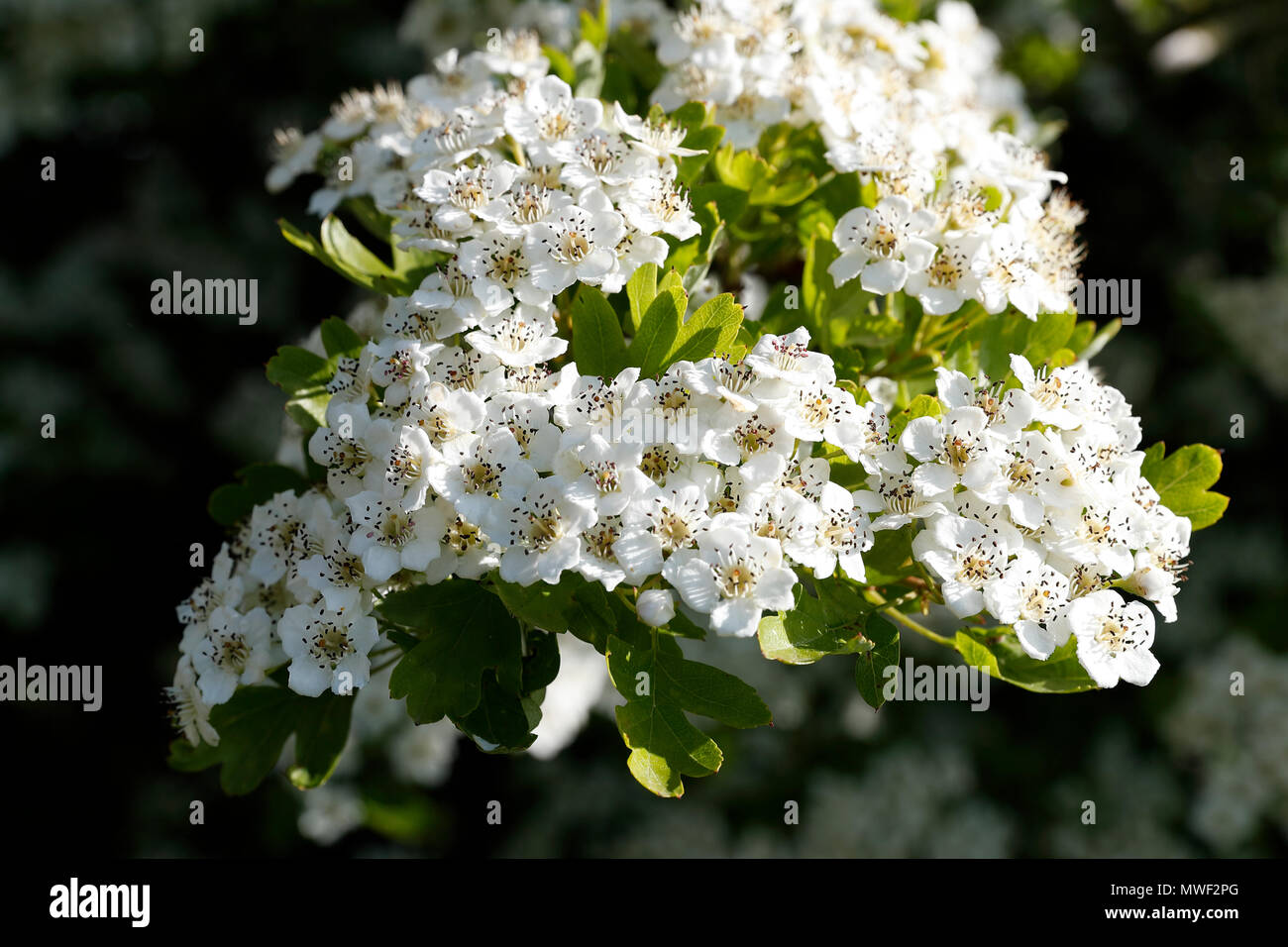 Hawthorn ( Crataegus ) blossom also known as May flower, thorn apple ...