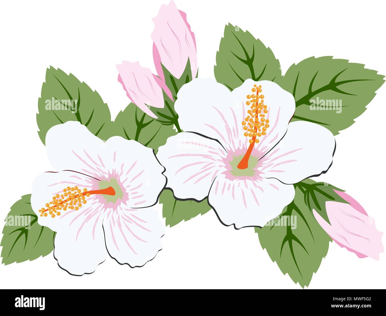 Hibiscus vector vectors hi-res stock photography and images - Alamy