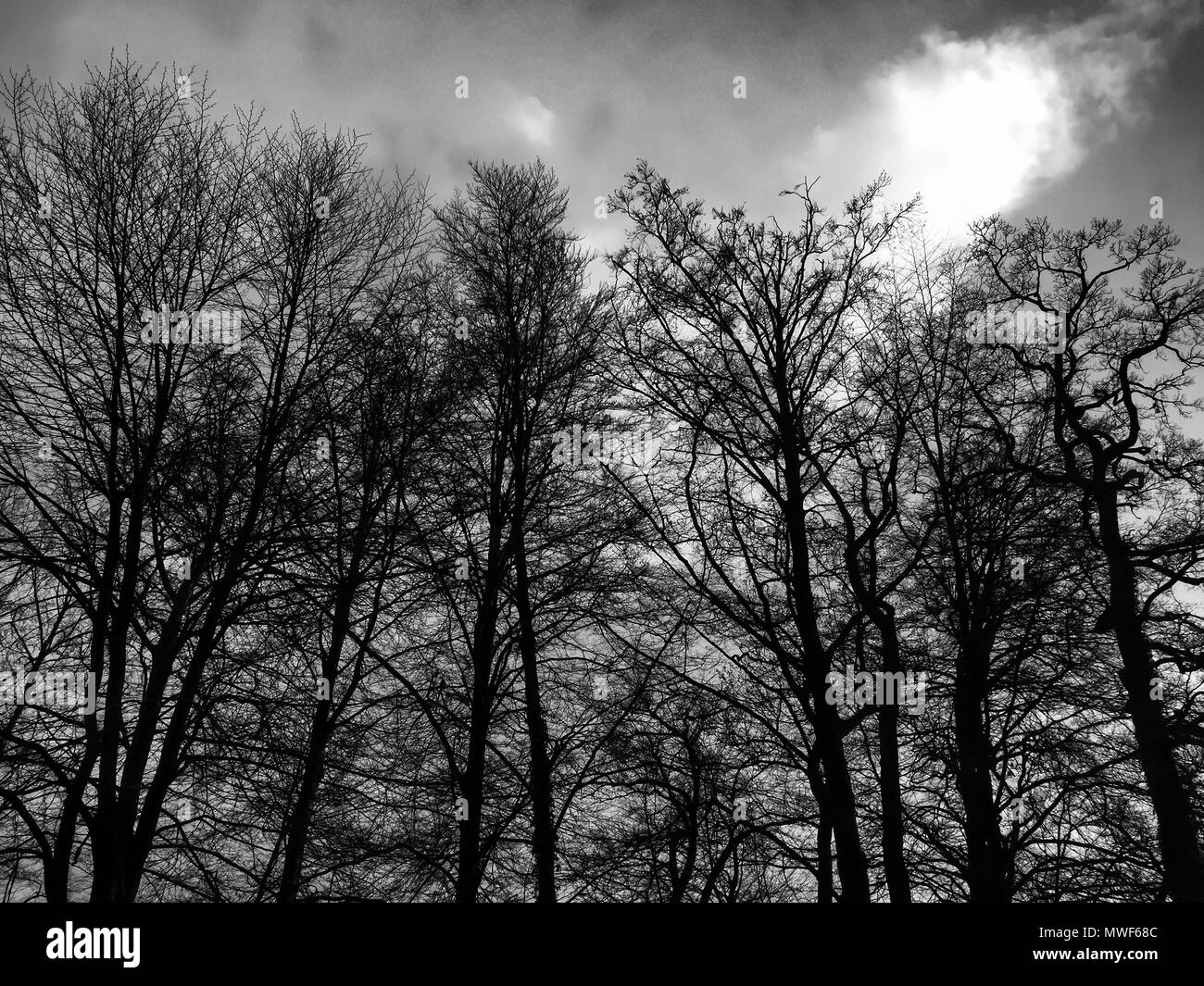 Photography of black and white trees Stock Photo - Alamy