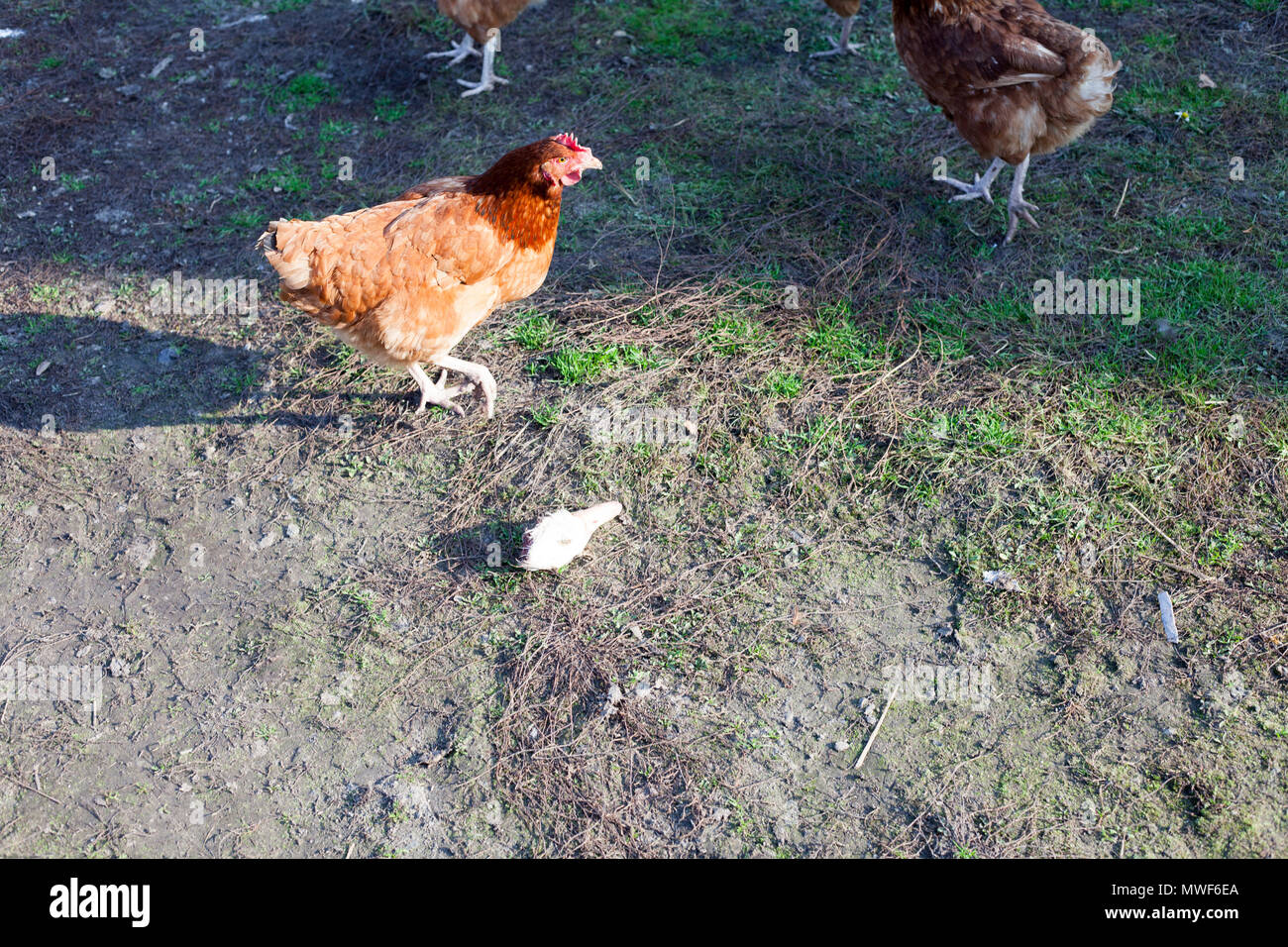 Domestic red chicken on the yard. Chickens on the farm at the sunny day ...