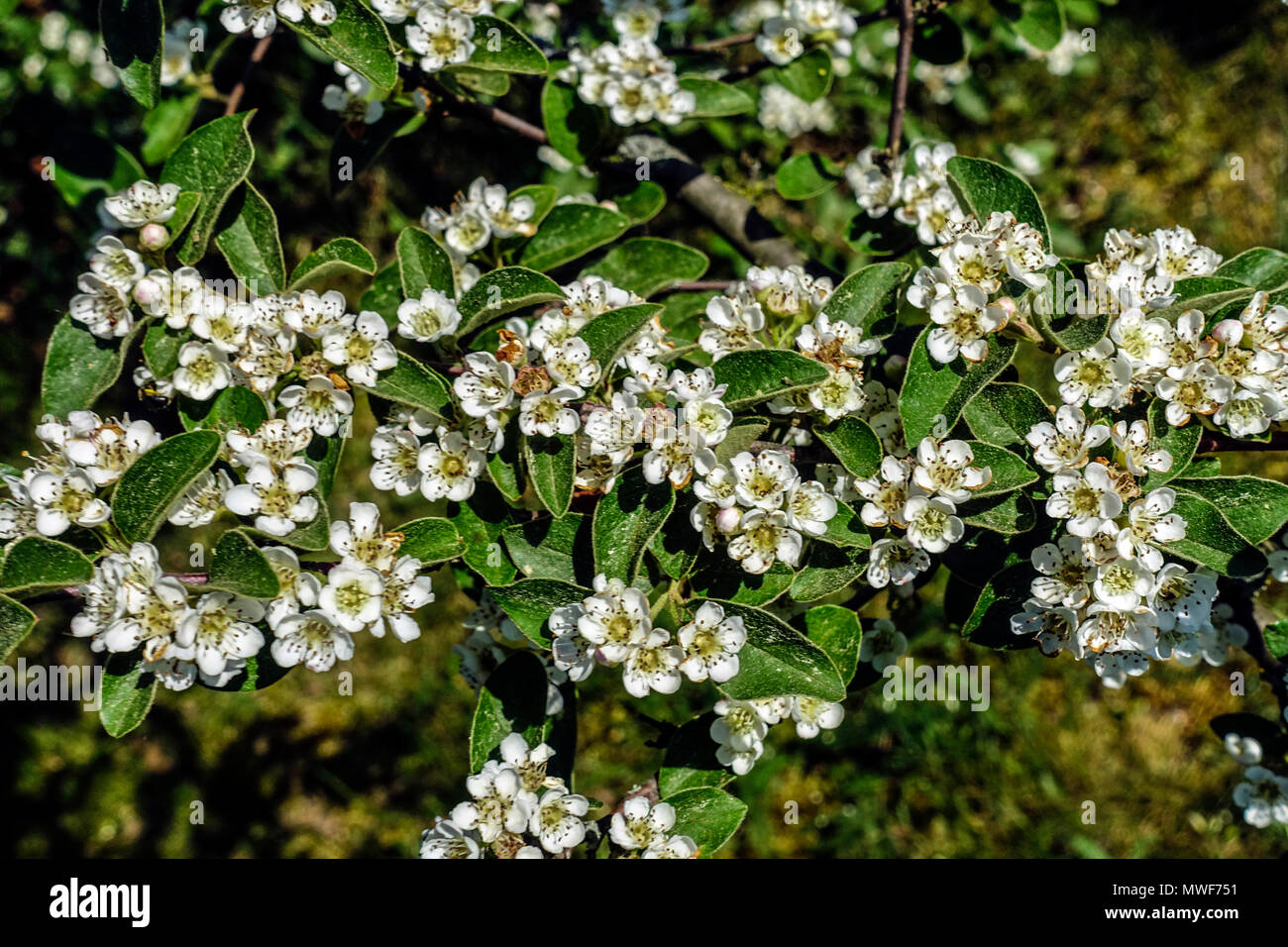 Cotoneaster shrub hi-res stock photography and images - Alamy