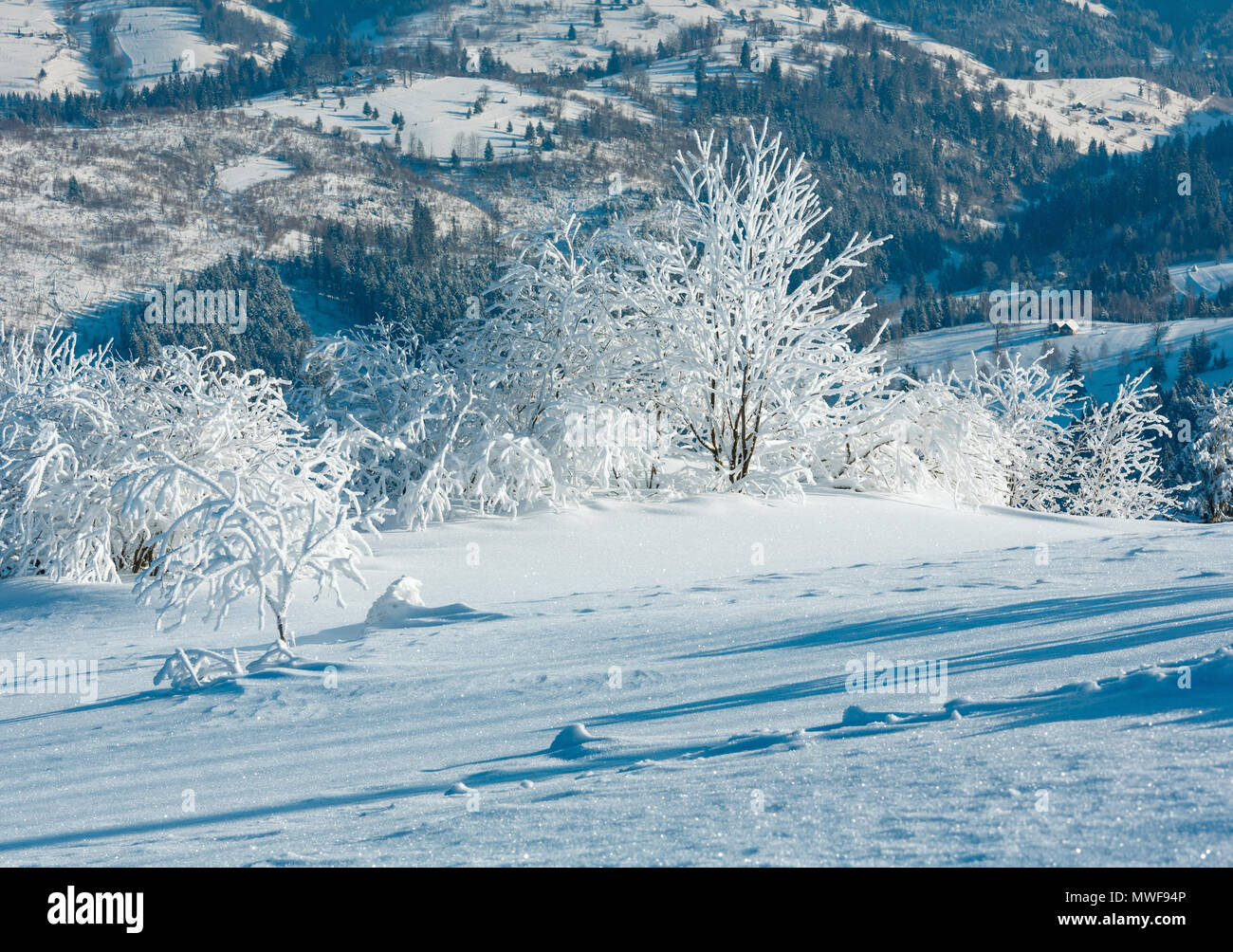 Morning winter calm mountain landscape with beautiful frosting trees ...