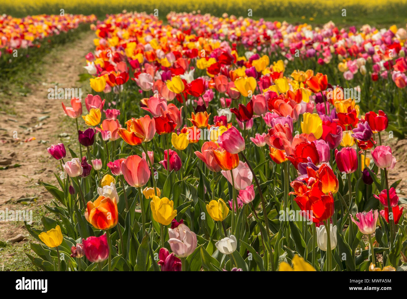 Big field of colorful flowers and yellow rapeseed Stock Photo - Alamy