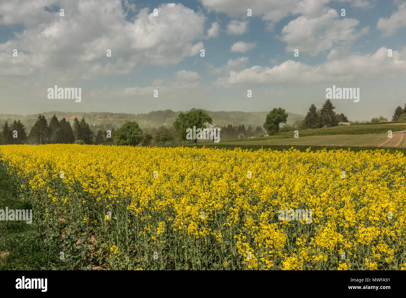 Big fields of yellow rapeseed and the blue sky with clouds Stock Photo ...