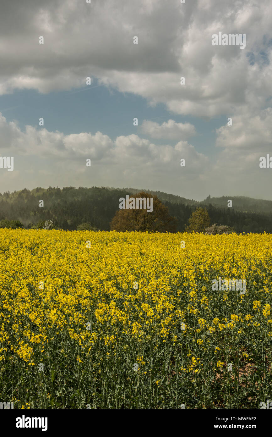 Big fields of yellow rapeseed and the blue sky with clouds Stock Photo ...