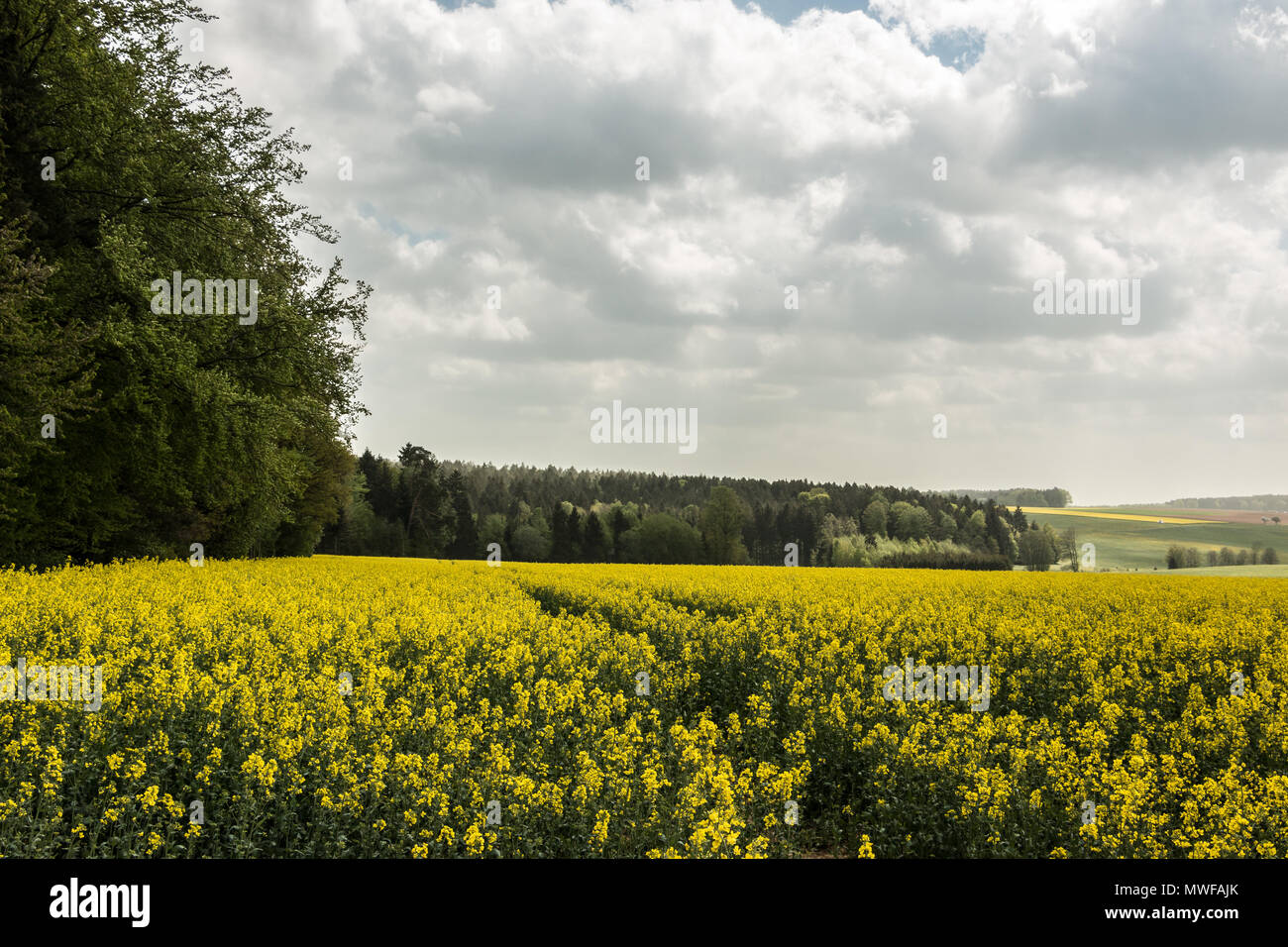 Big fields of yellow rapeseed and the blue sky with clouds Stock Photo ...
