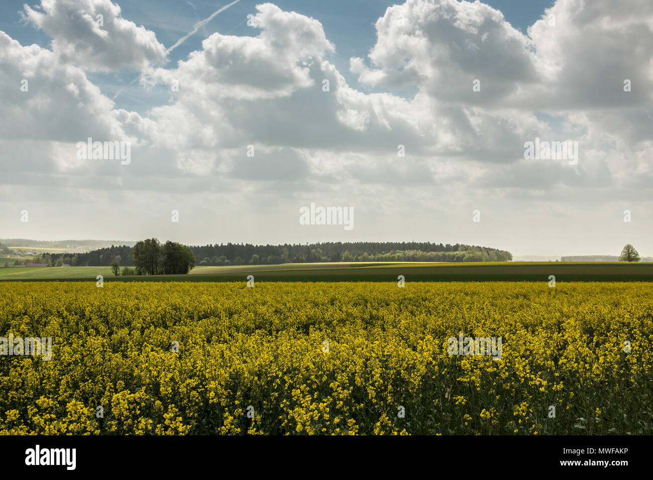 Big fields of yellow rapeseed and the blue sky with clouds Stock Photo ...