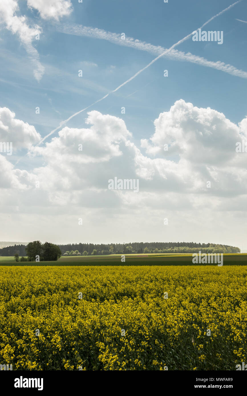 Big fields of yellow rapeseed and the blue sky with clouds Stock Photo ...
