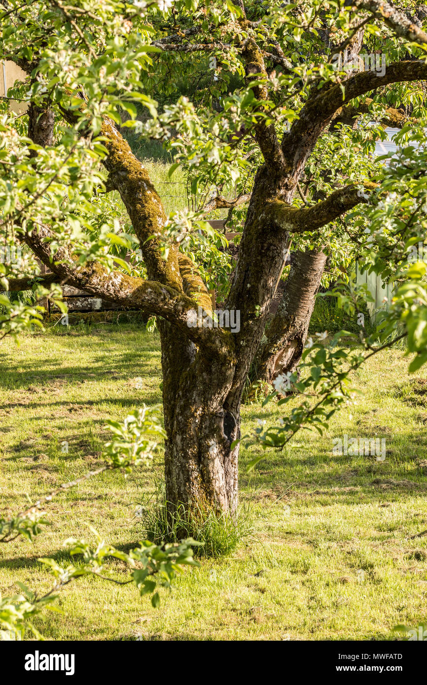 Old apple tree hi-res stock photography and images - Alamy