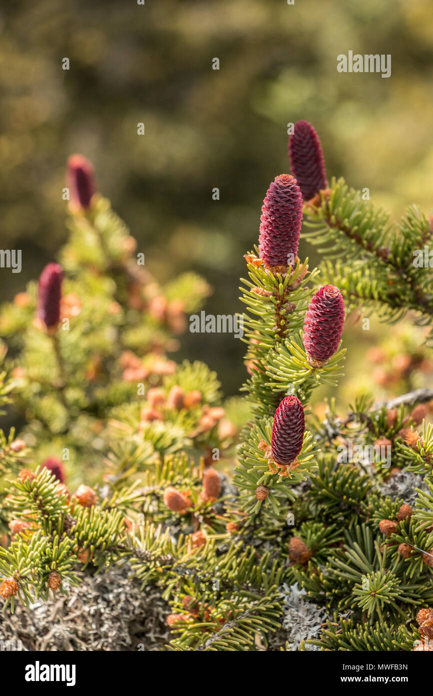 Nadelbaum hi-res stock photography and images - Alamy