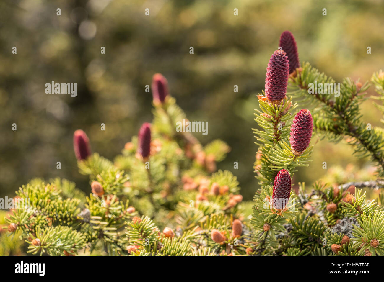 Big conifers in the middle of the Black Forest Stock Photo - Alamy
