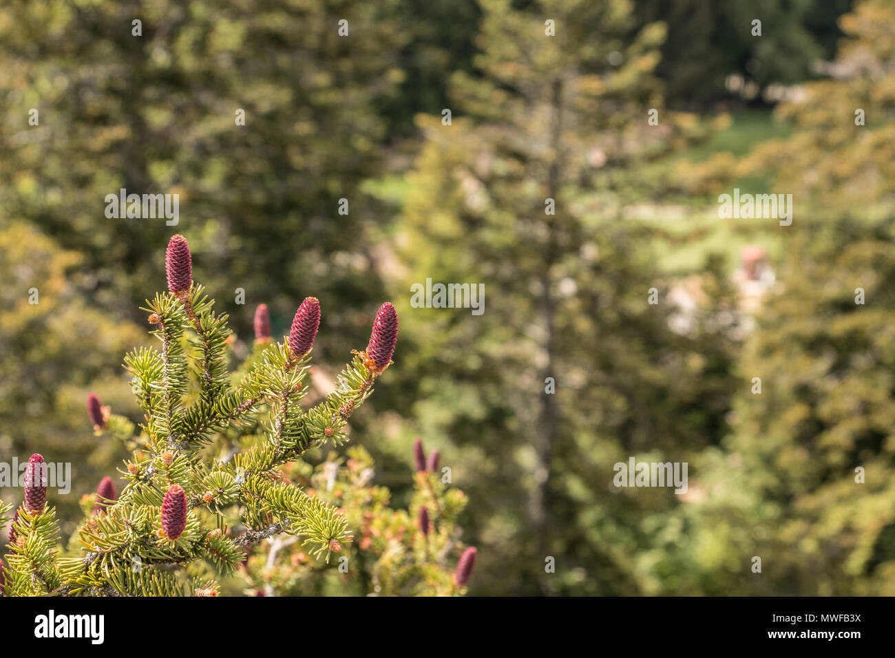 Big conifers in the middle of the Black Forest Stock Photo - Alamy