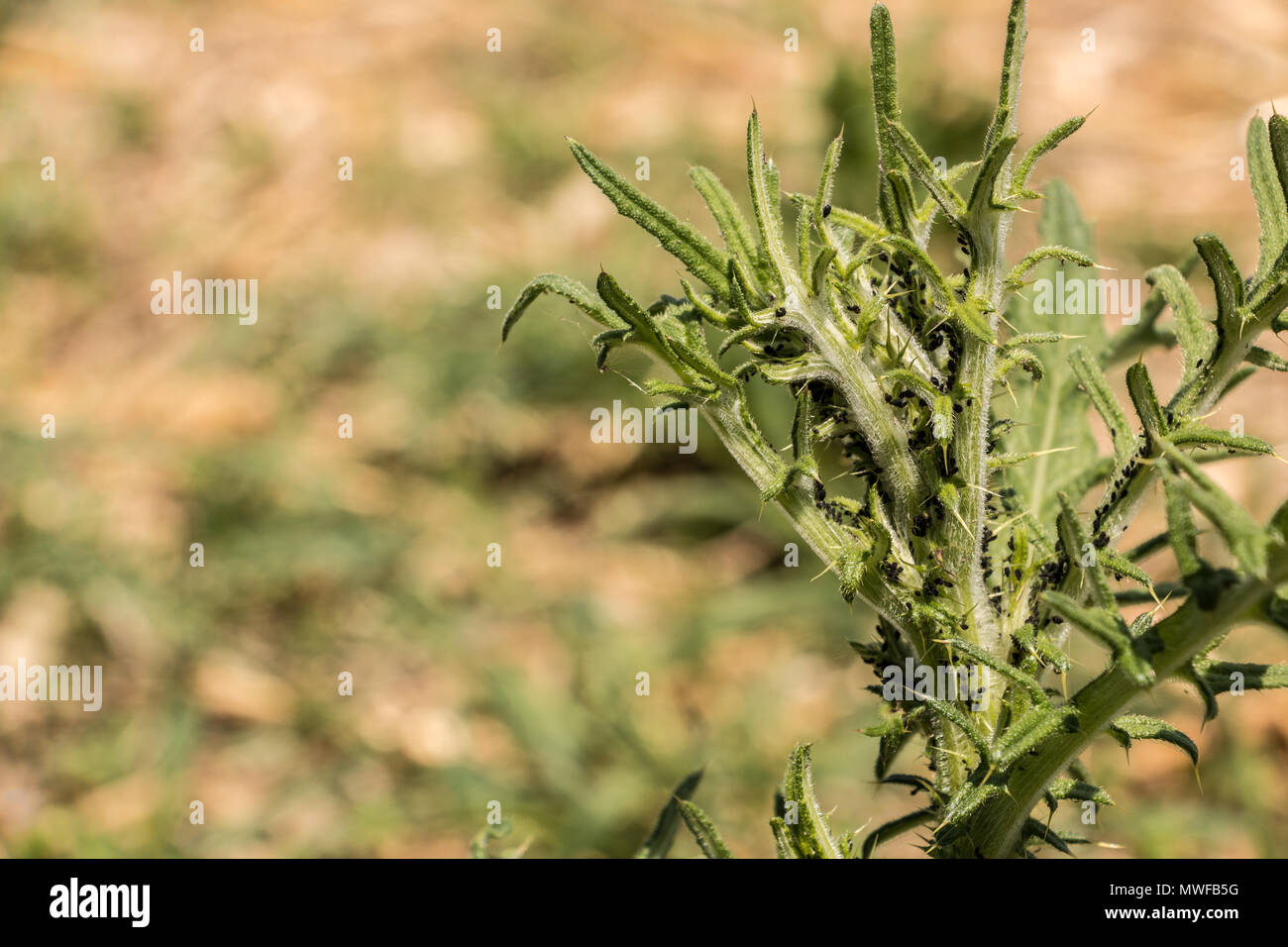 Plant lice hi-res stock photography and images - Alamy