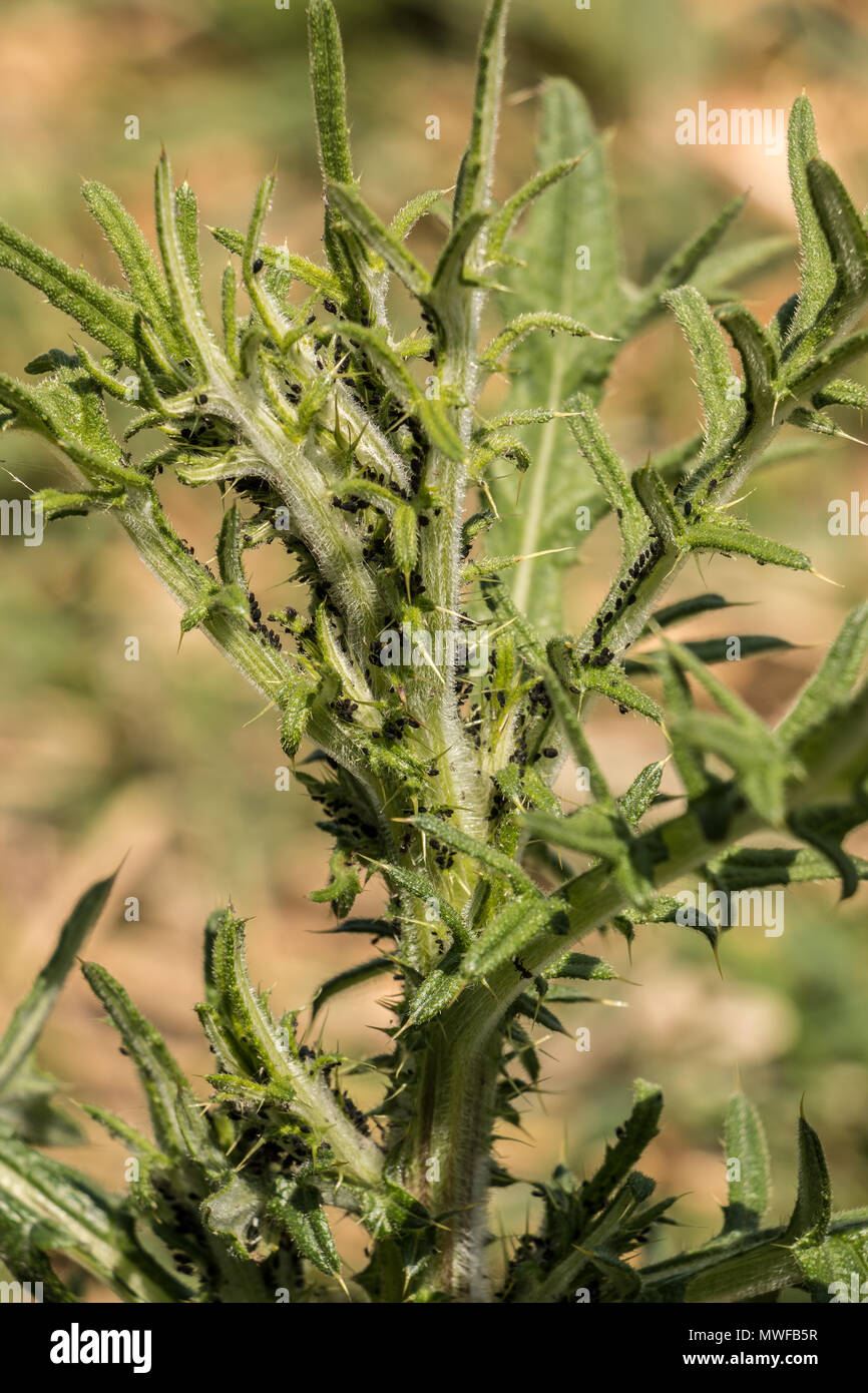 Plant lice hi-res stock photography and images - Alamy