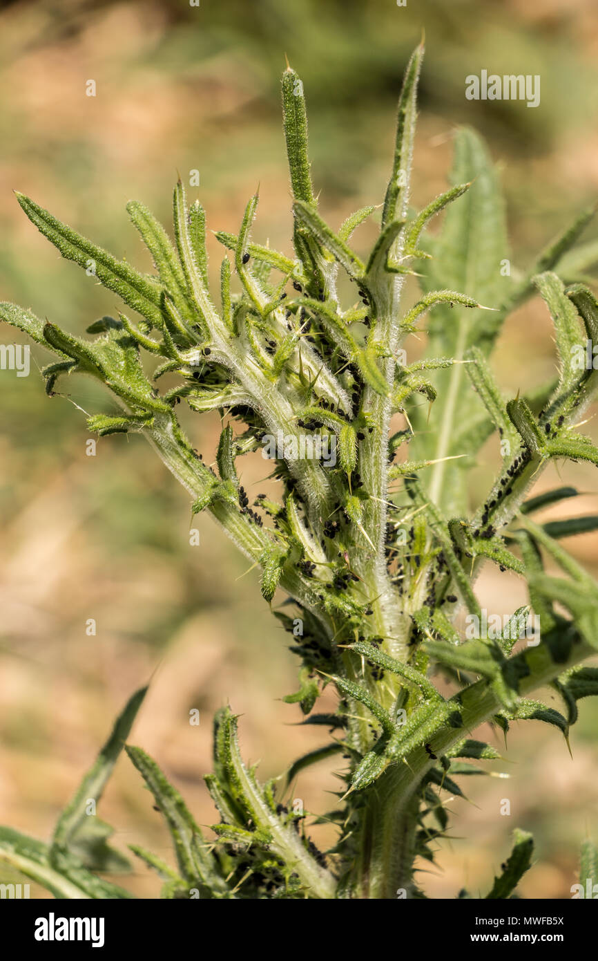 Plant lice hi-res stock photography and images - Alamy
