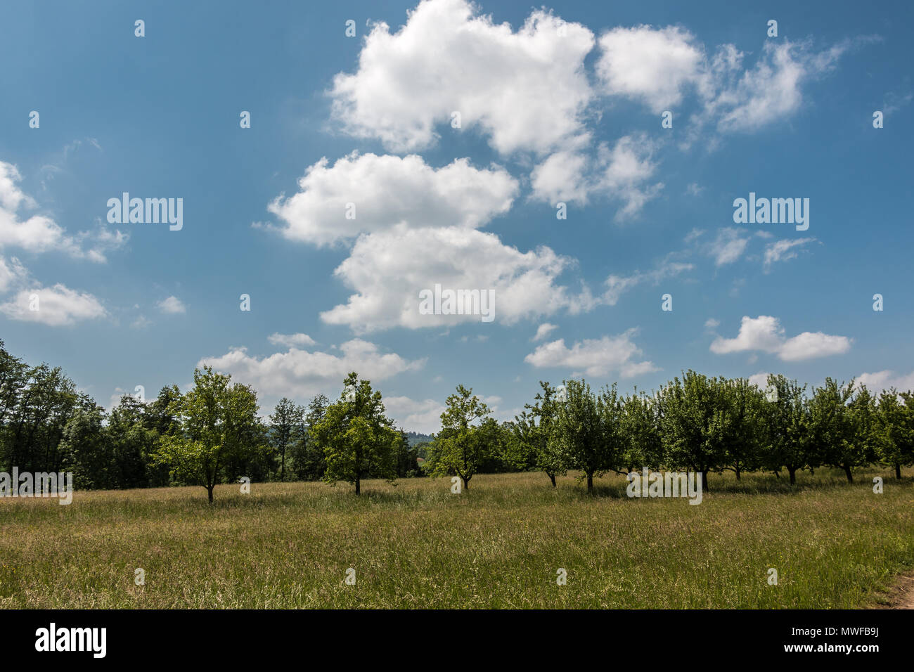 German countryside with forests, fields and meadows Stock Photo - Alamy