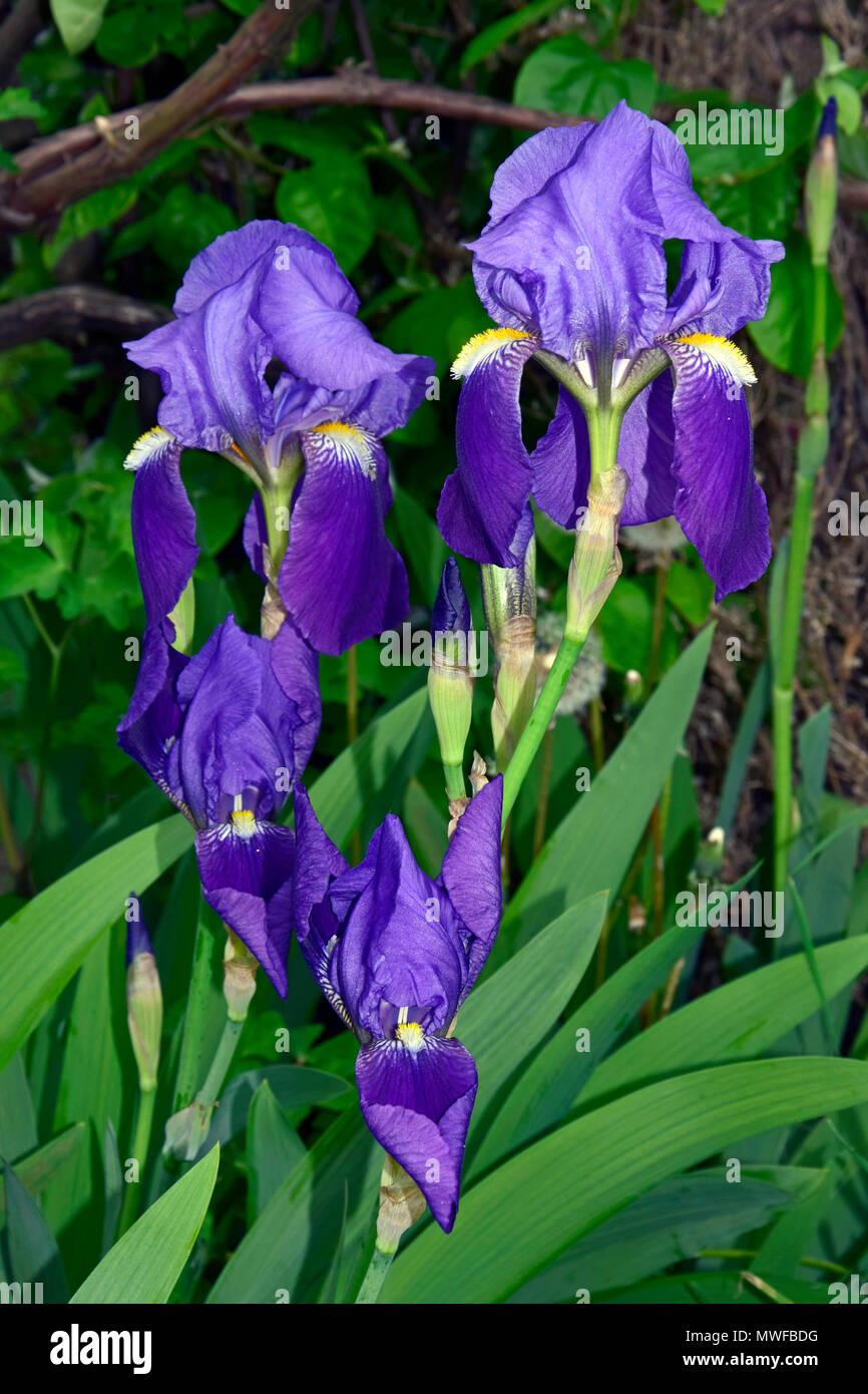 Fragrant root iris hi-res stock photography and images - Alamy