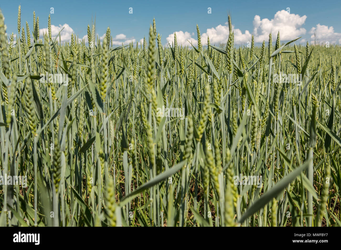 Getreidefelder hi-res stock photography and images - Alamy