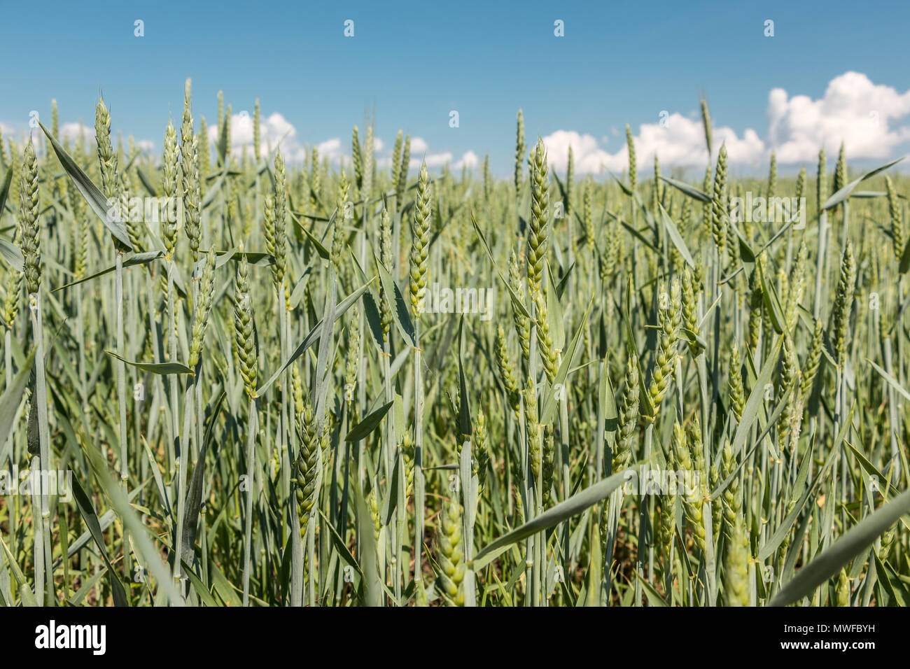 Green grain on a big german grain field Stock Photo - Alamy