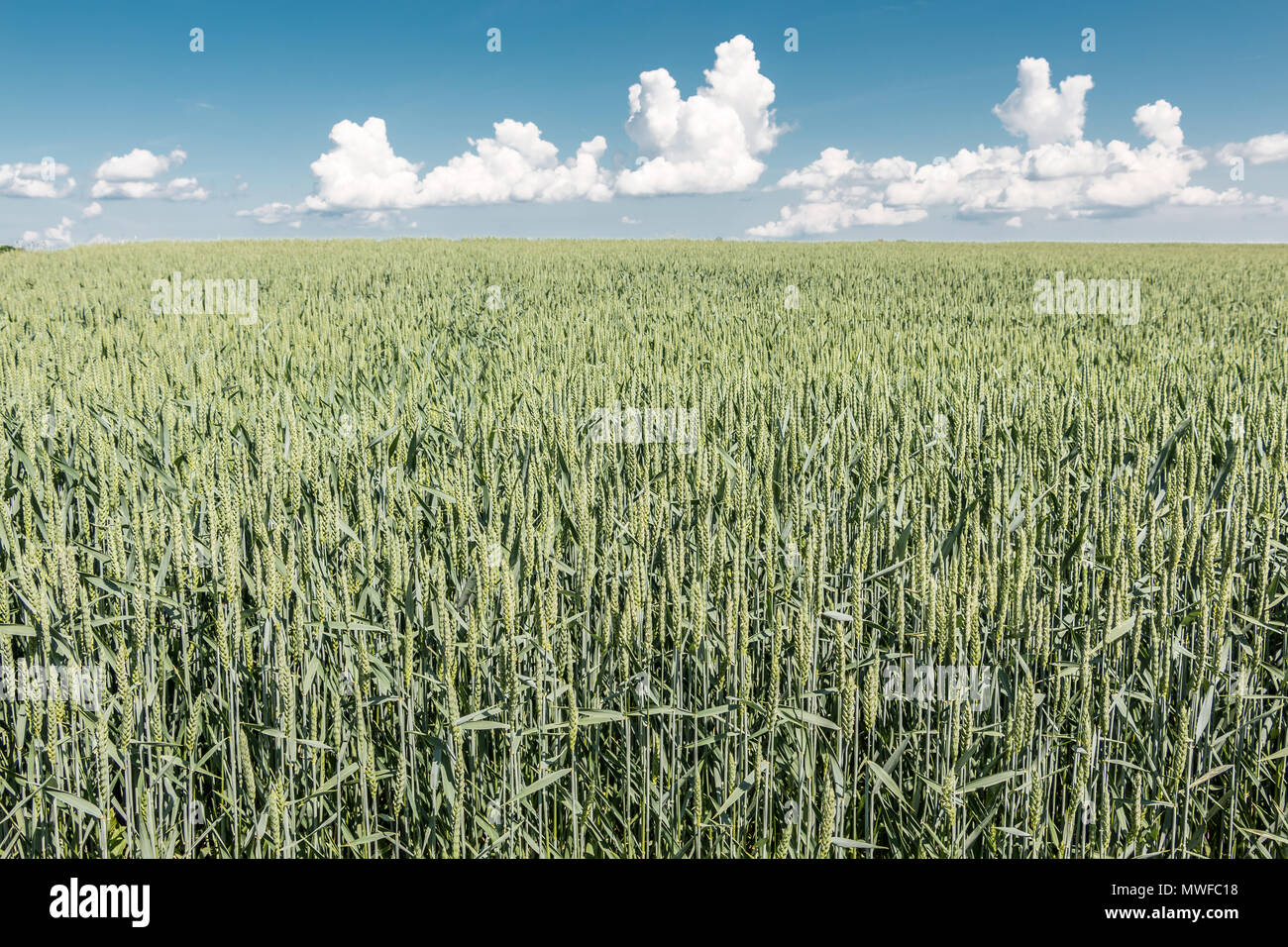 Green grain on a big german grain field Stock Photo - Alamy
