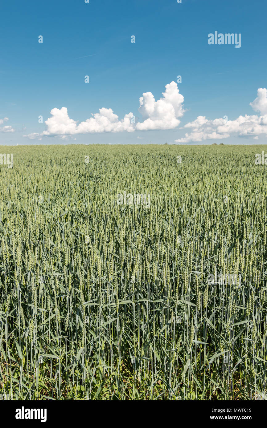 Green grain on a big german grain field Stock Photo - Alamy