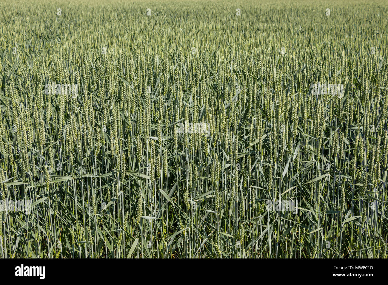 Green grain on a big german grain field Stock Photo - Alamy