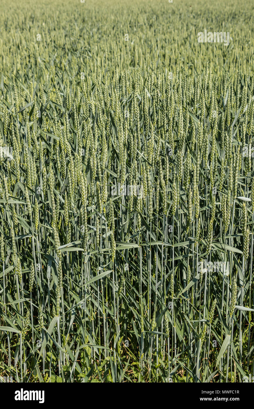 Green grain on a big german grain field Stock Photo - Alamy