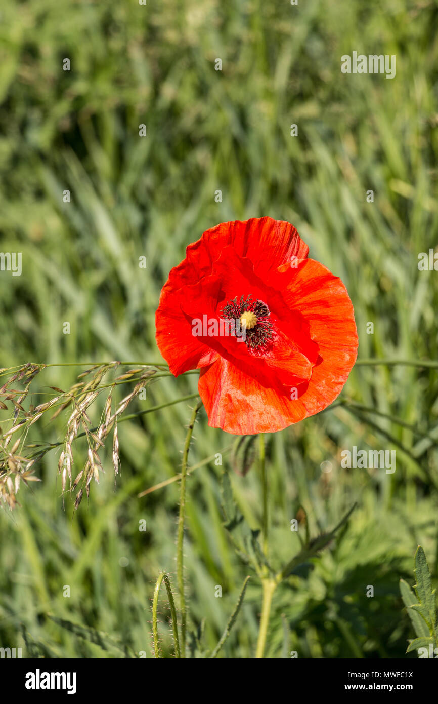 Red poppy on a german grain field Stock Photo - Alamy