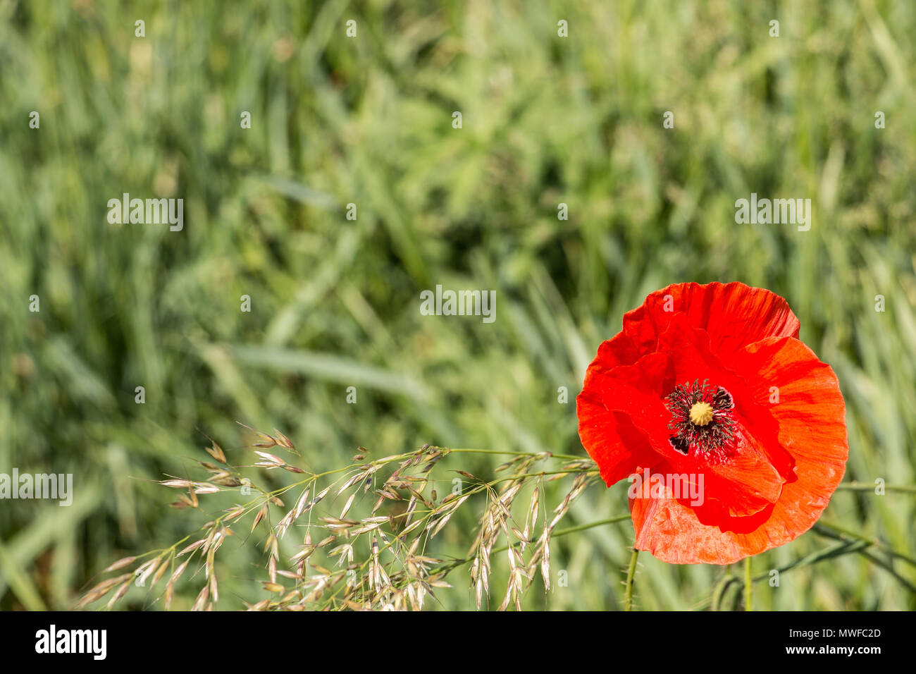 Red poppy on a german grain field Stock Photo - Alamy