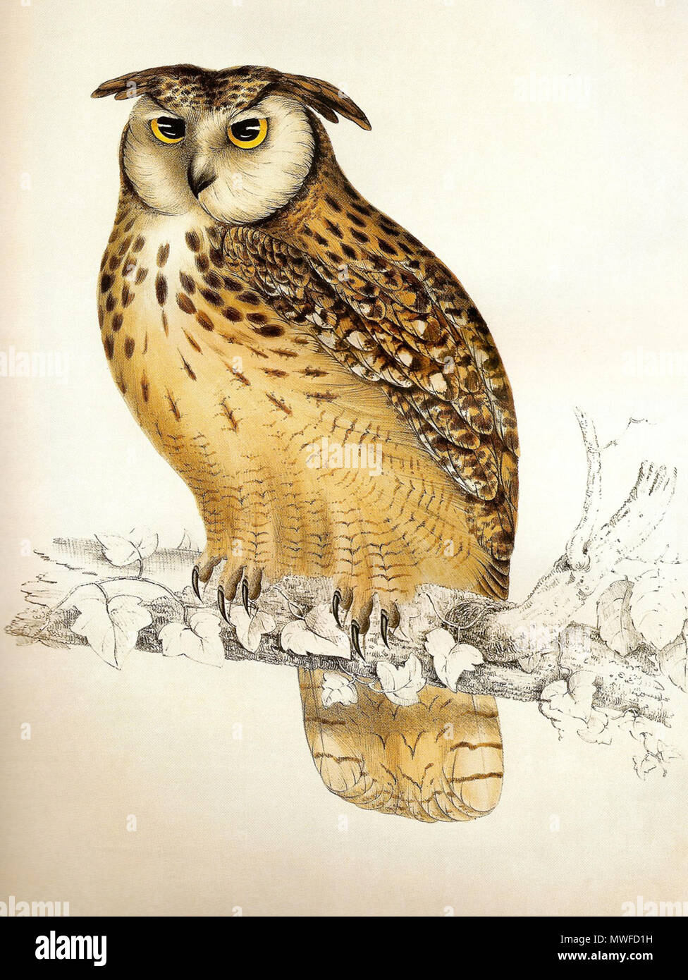 Gouge eliza hi-res stock photography and images - Alamy