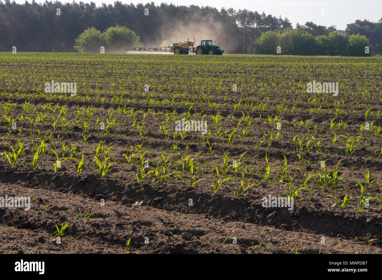 Corn is sprayed with pesticides Stock Photo - Alamy