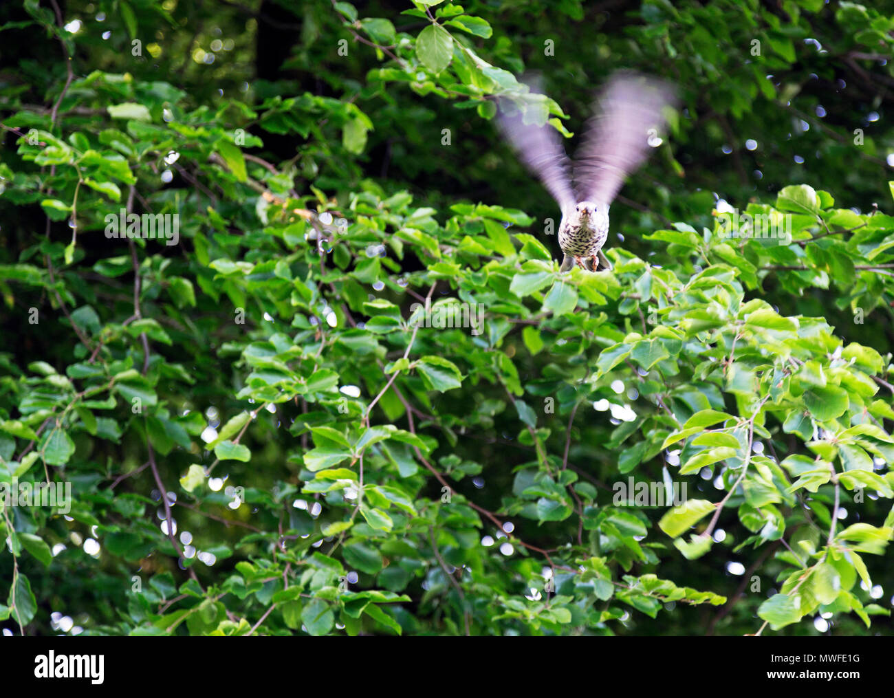 Mistle Thrush flapping its wings vigorously to achieve lift off Stock ...