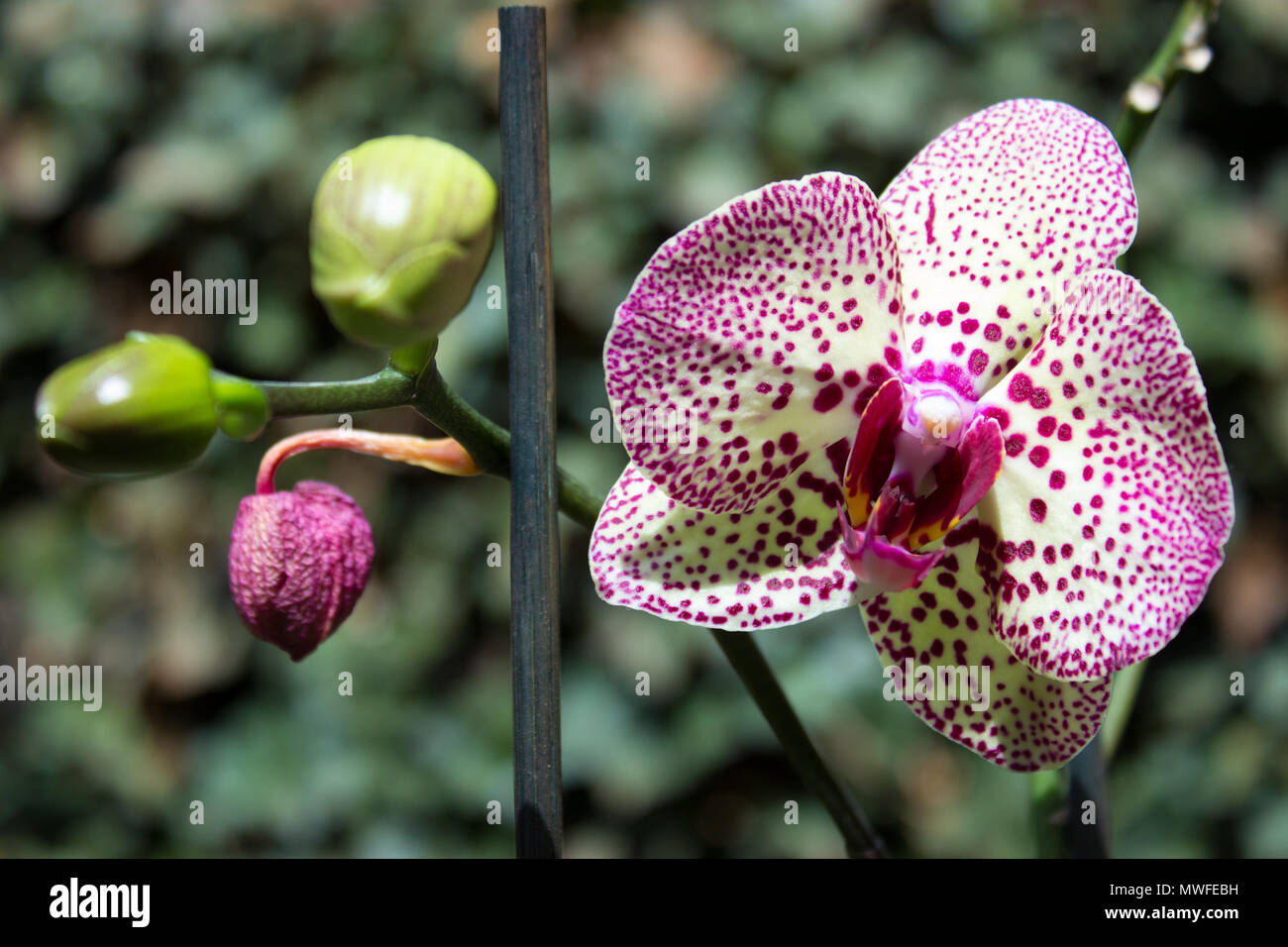 Tiger orchid flower hi-res stock photography and images - Alamy