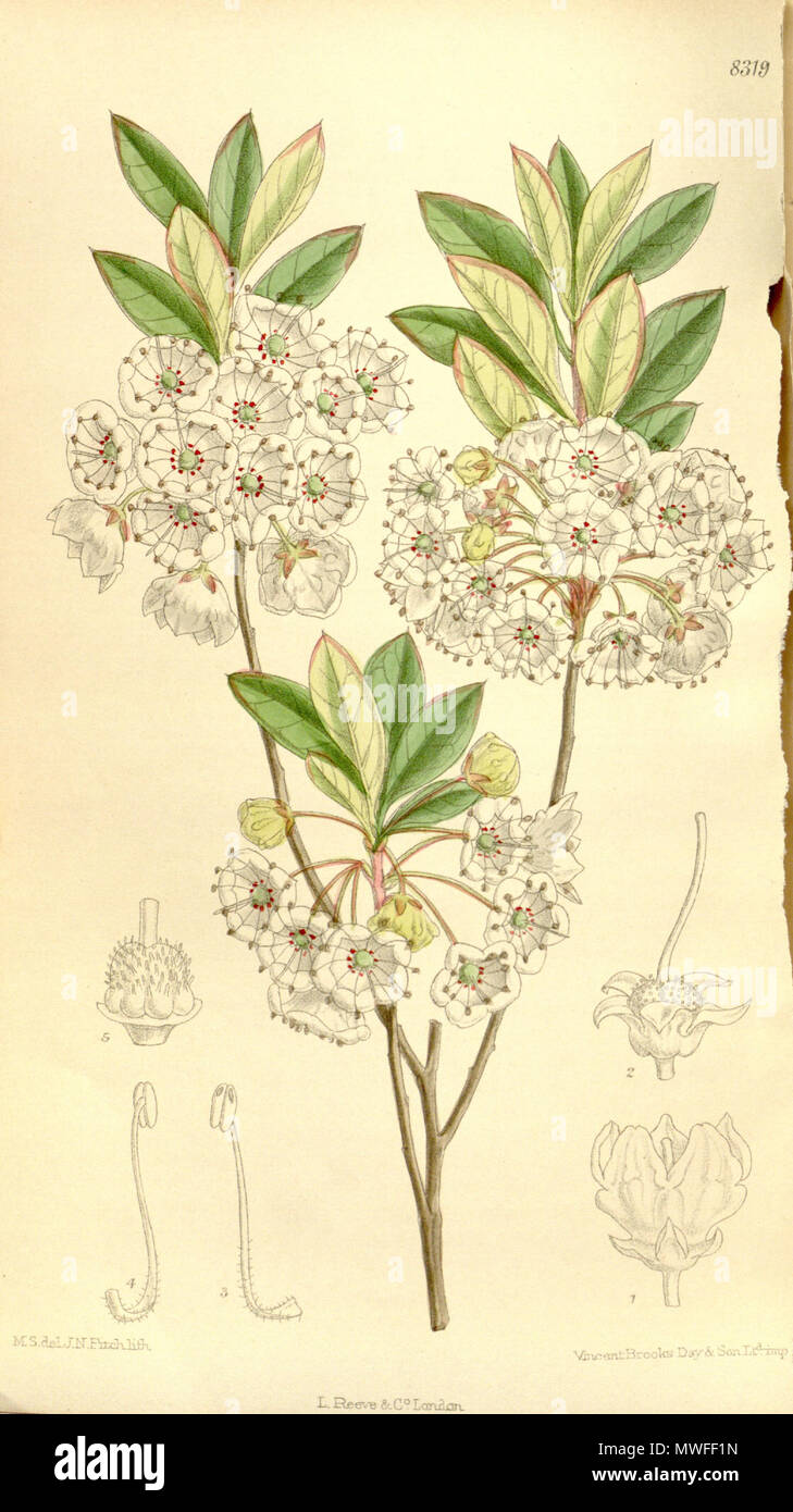 . Kalmia cuneata, Ericaceae . 1910. M.S. del., J.N.Fitch lith. 332 ...