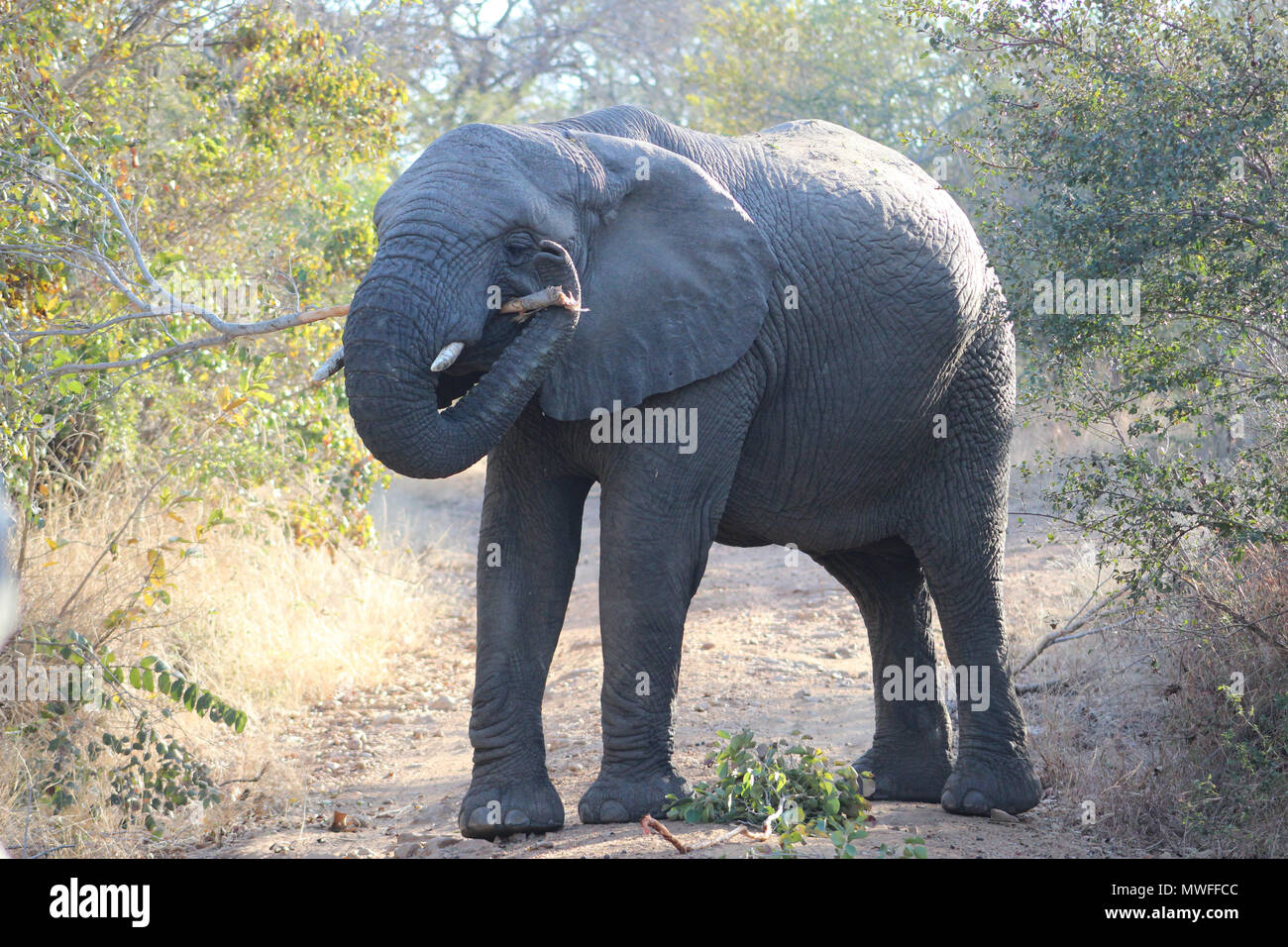 Elephant standing in the middle of a path carrying a branch Stock Photo ...