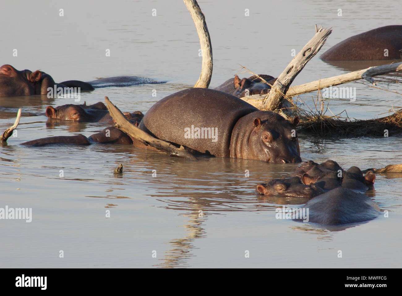 Hippos water hi-res stock photography and images - Alamy