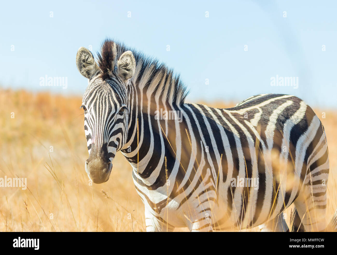 Zebra standing in the dry grass looking curious Stock Photo - Alamy