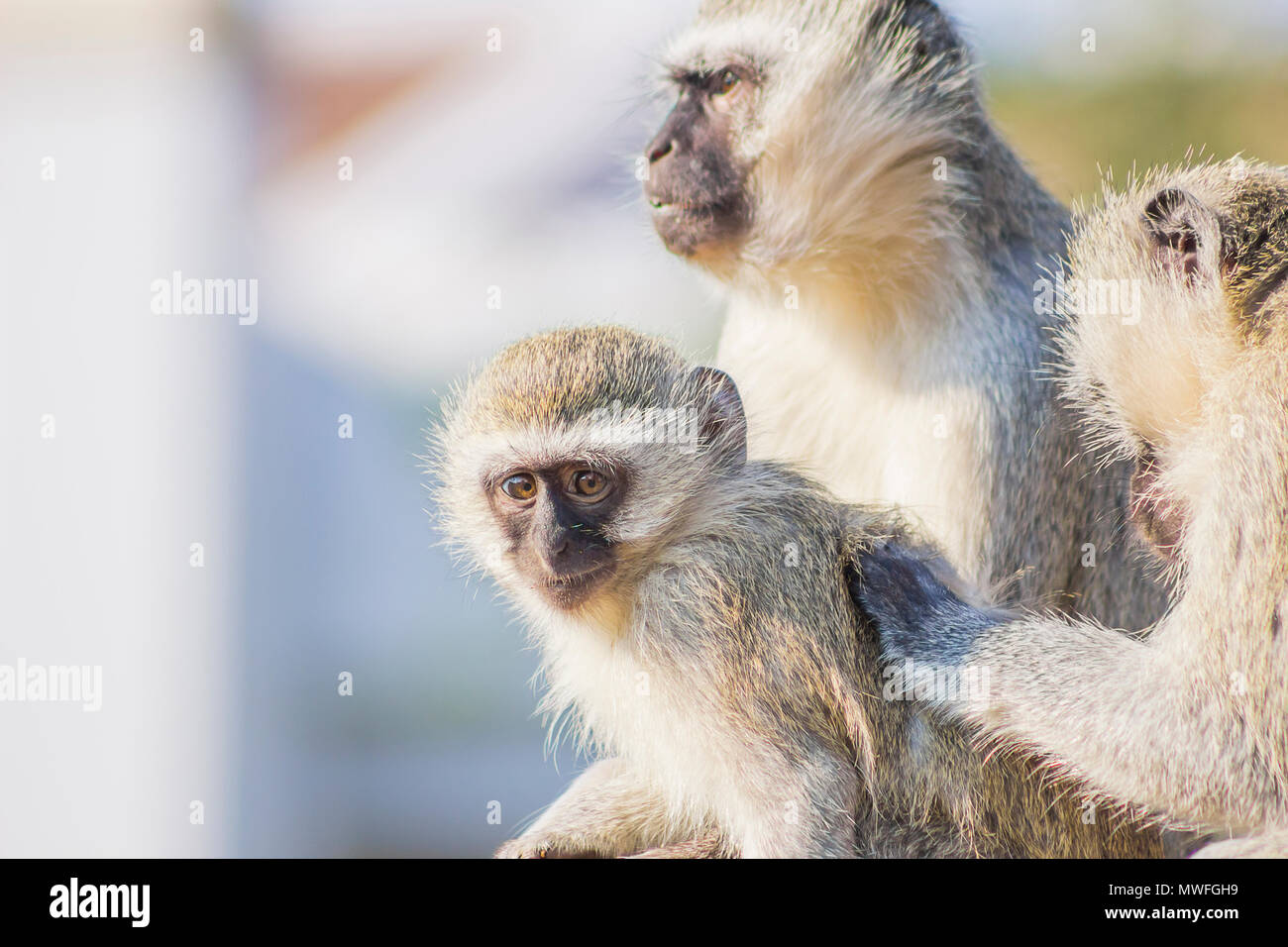 Monkies hi-res stock photography and images - Alamy