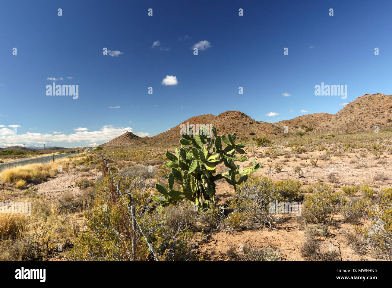 Cactus and fynbos in the landscape along the garden route, south africa ...