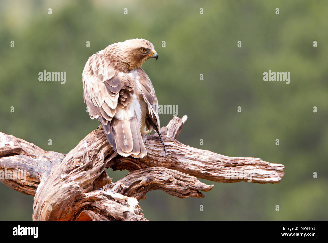 Aquila pennata hi-res stock photography and images - Alamy