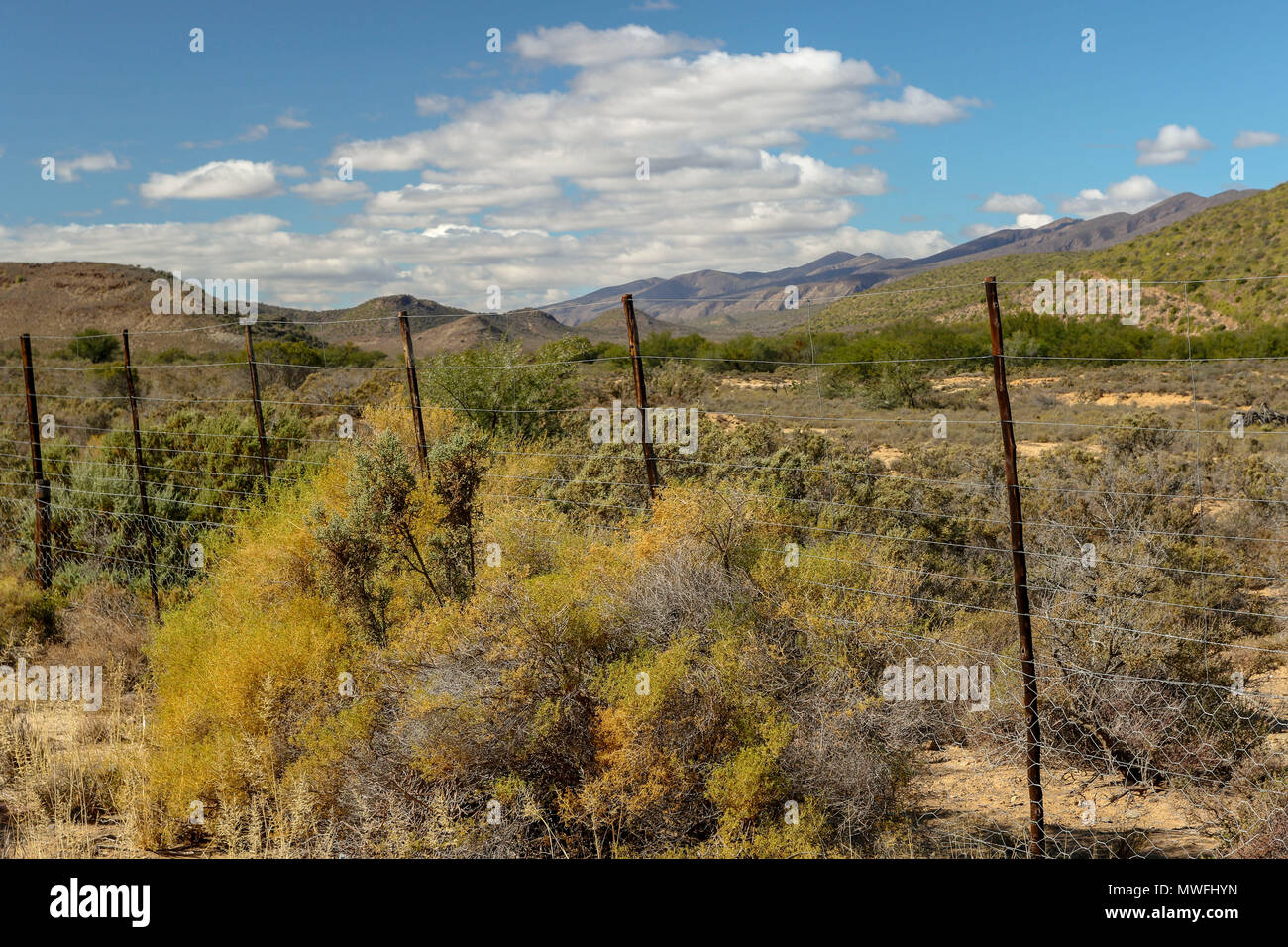 Fynbos landscape in the sunshine along the tourist garden route, south ...