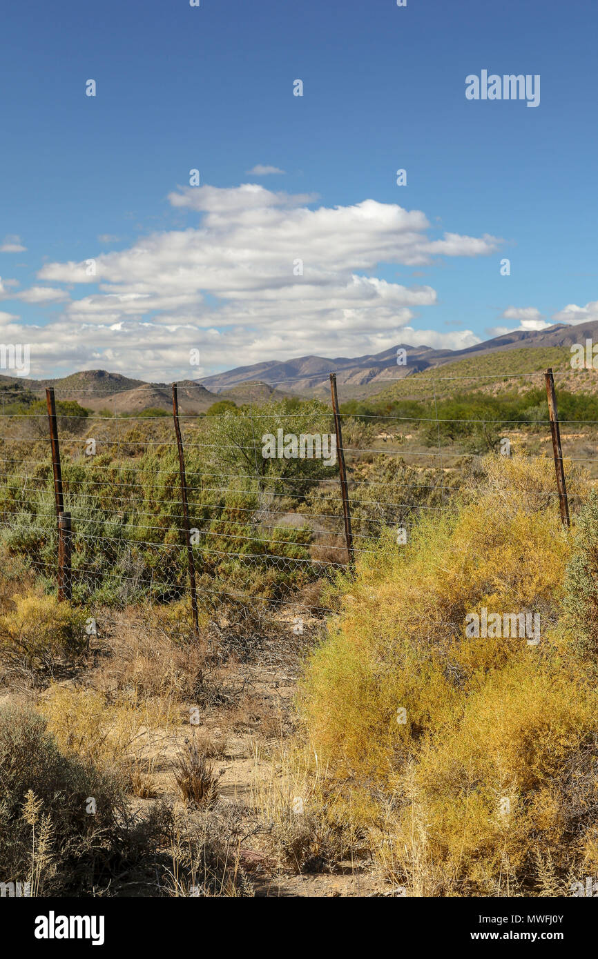 Fynbos landscape in the sunshine along the tourist garden route, south ...