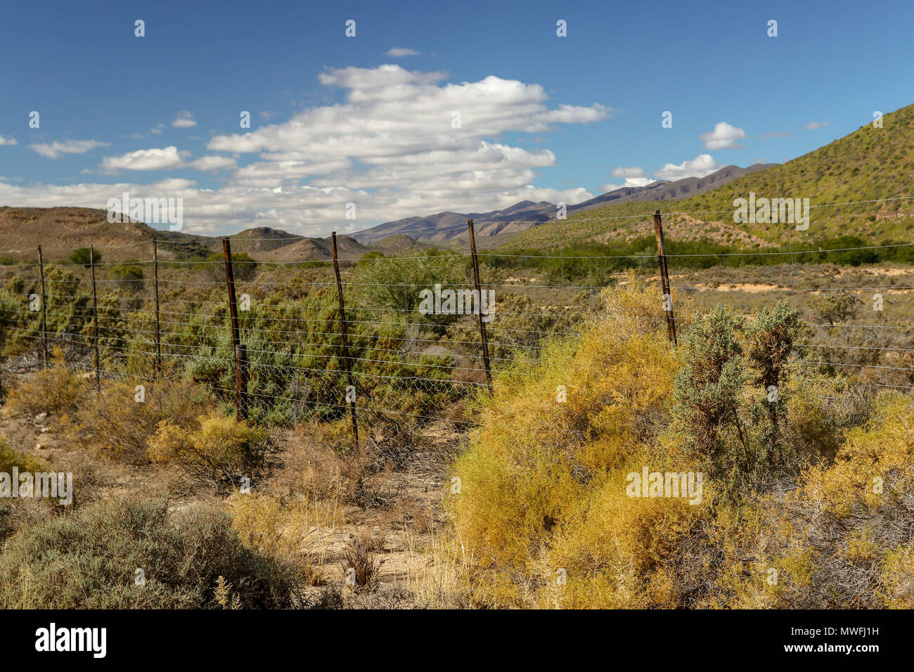 Fynbos landscape in the sunshine along the tourist garden route, south ...